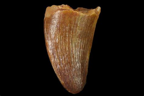 82 Cretaceous Fossil Crocodile Tooth Morocco 140565 For Sale