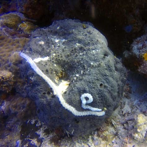 This Worm Can Live In Boiling Acid