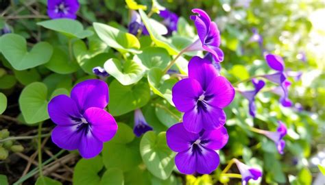Sweet Violet Plant Growing Tips For Your Garden