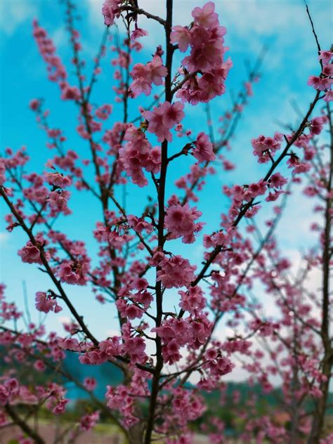 ຊິໄດ້ຈອງປີ້ຍົນໄປຫົວພັນກ່ອນເດີ 🛩️ ໂທລະໂຄ່ງ Tholakhong