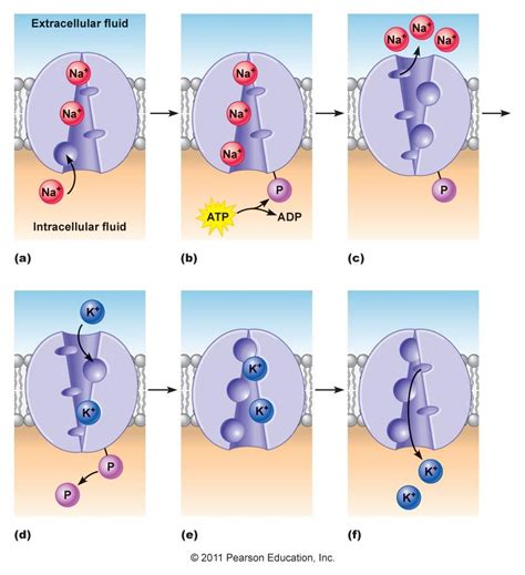 Beta Adrenergic Receptors Types Function Location Stimulation Effects
