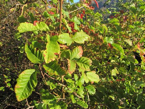 Dans Hiking Pages Poison Oak Toxicodendron Diversilobum