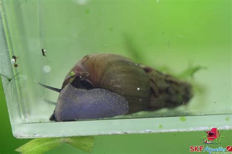 Malaysian Trumpet Snails Breeding