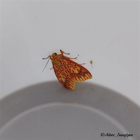 Barsine Defecta From Shillong On June 02 2021 At 12 28 Pm By Aibor Sanglyne · Inaturalist