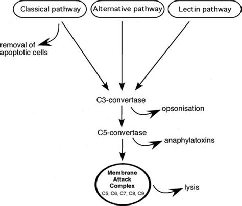 Three Pathways Of The Complement System Activation And Their Download Scientific Diagram