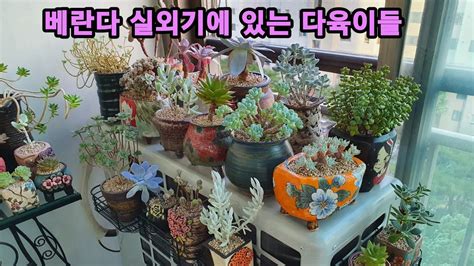 다육이♡ 베란다 실외기에 있는 다육이들 💓💓 Youtube