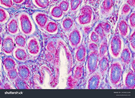 Animal Cells Under A Microscope 33 Eukaryotic Cells Concepts Of