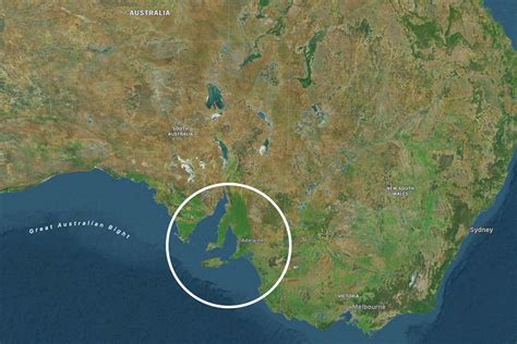 Yellowtail Kingfish — Seatrace International