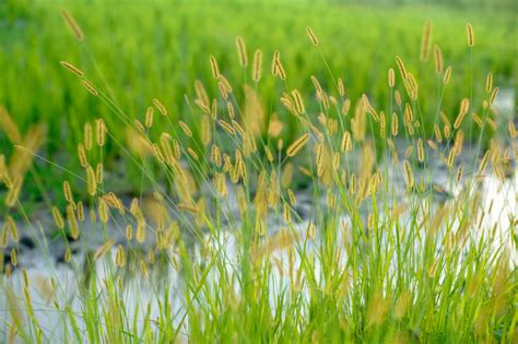 Managing Weeds With Perennial Understory Plants Rodale Institute