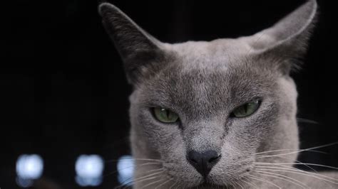 Scientists Complete Year Study On Cats Sex Lives RT Russia Former Soviet Union