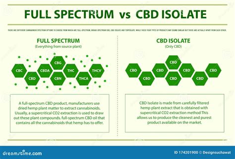 Full Spectrum Vs Cbd Isolate Horizontal Infographic Stock Illustration Illustration Of Biology