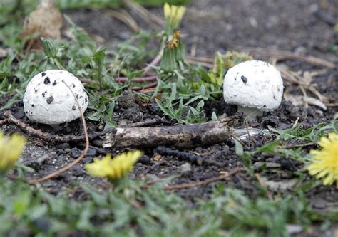 Агенцията по храните забрани продажбата на култивирани печурки в Кауфланд От деня