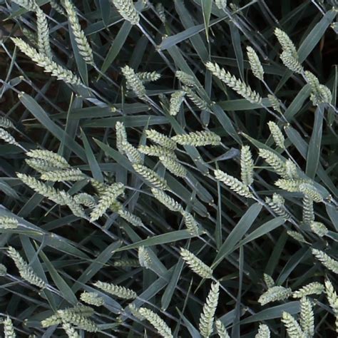 Global Wheat Dataset