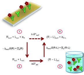 The Thermodynamic Path Describing Binding Equilibria Involving Species Download Scientific