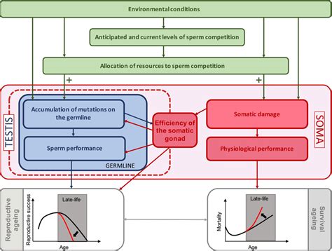Diagram Of The Functional Relationships Linking The Allocation Of