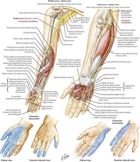 Leg And Forearm Fasciotomy Clinical Gate