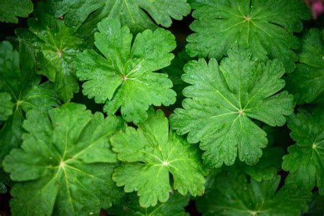 Wild Geranium Geranium Maculatum Groundcover Cold Stream Farm