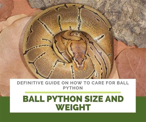 Definitive Guide On How To Care For Ball Pythons Python Regius
