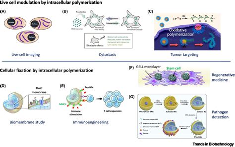 Synthetic Control Of Living Cells By Intracellular Polymerization Trends In Biotechnology