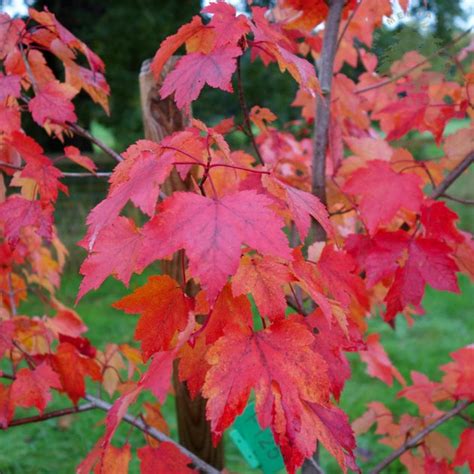 Acer Rubrum October Glory Red Maple Tree Ornamental Trees