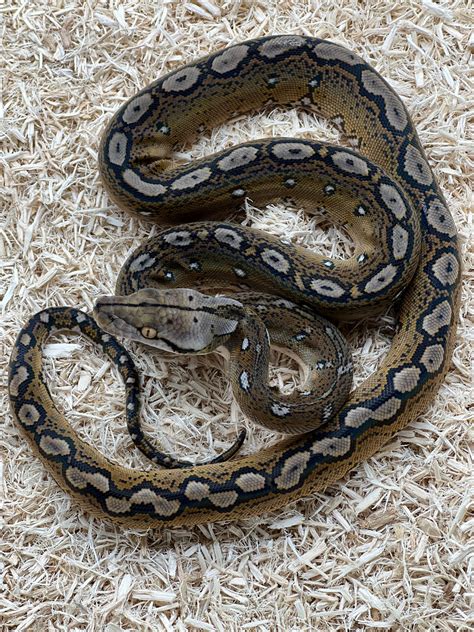 Motley Het Albino Reticulated Python By Prehistoric Pets Morphmarket