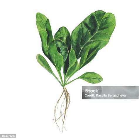 흰색 배경에 고립 된 뿌리와 수채화 시금치 녹지 손 그리기 그림 그림 샐러드에 대한 신선한 녹색 잎 건강한 음식 수채화에 대한