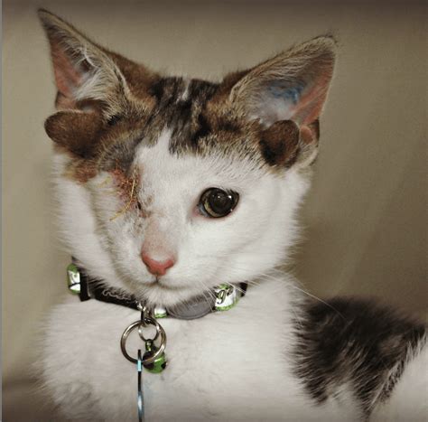 What Are Cats With Small Ears Called At Pauline Dane Blog