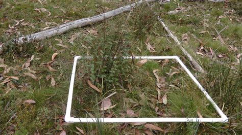 Vegetation Assessment At Bago State Forest Biodiversity Conservation