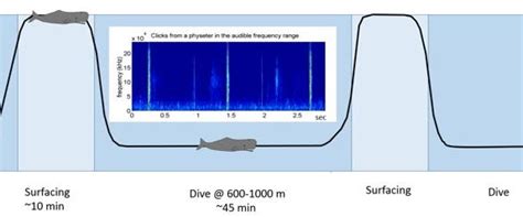 Scientists Built A Real Time Sperm Whale Detection System To Reduce Vessel Strikes Ocean