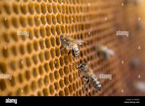 Bee Hive Structure Hi Res Stock Photography And Images Alamy