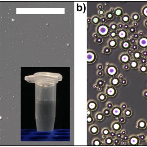 Phase Contrast Microscope Images Scale Bar 100 µm Showing 10 Download Scientific Diagram