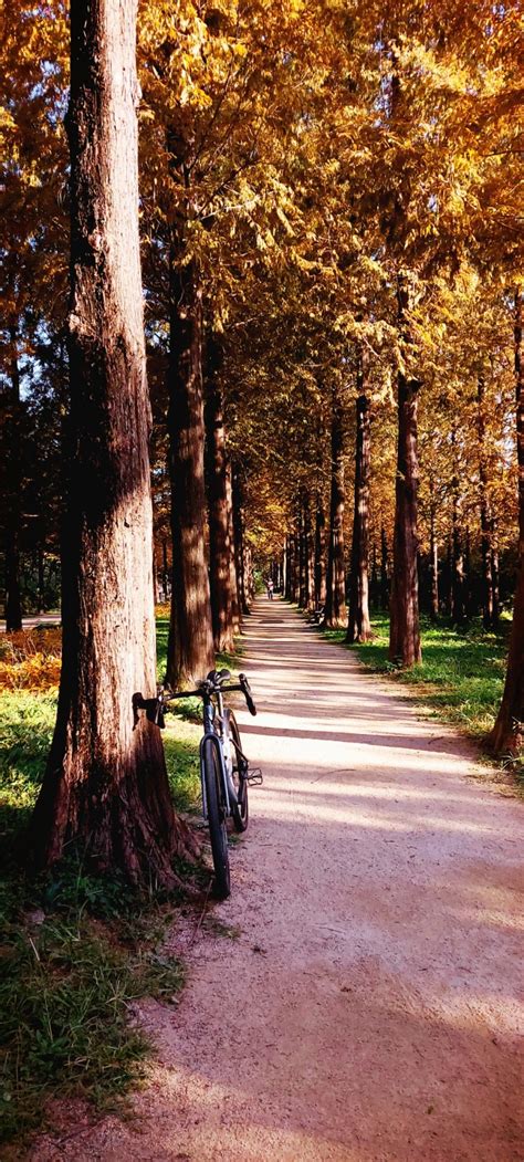 서울 한강 자전거 코스 2편 메타세콰이어 하늘공원 아이스크림 [gpx 파일] 네이버 블로그