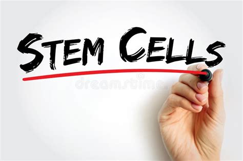 Stem Cells Special Human Cells That Are Able To Develop Into Many Different Cell Types