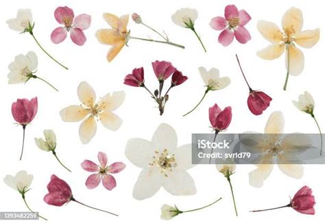 압착 및 건조 섬세한 투명 꽃 사과 나무 흰색 배경에 고립 스크랩북 압착 플로리트리 또는 허브리움에 사용 꽃 식물에 대한 스톡 사진 및 기타 이미지 Istock