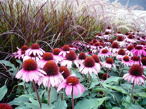 Ruby Star Coneflower Buy Online At Nature Hills Nursery Prairie
