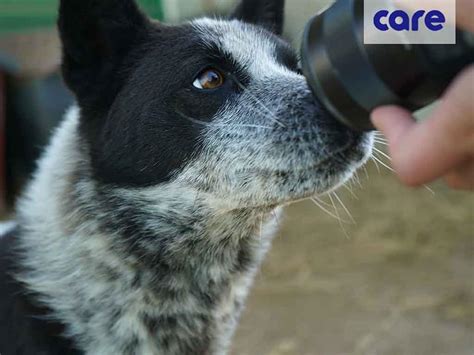 케어와 수다발발 💮배트맨 얼굴의 맑은 호박색 눈동자 5살 당찬 쪼꼬에게 인연을 느끼신 분이