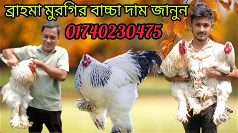 ২০ দিন থেকে ১মাস বয়সের ব্রাহমা মুরগির দাম জানুন ব্রাহমা মুরগি পালন ব্রাহমা মুরগির খামার
