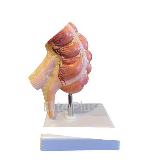 Zx 1434p Caecum And Appendix Enlarged At Rs 4700 Shivane Pune Id