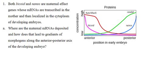 Solved Proteins Hunchback Caudal Both Bicoid And Nanos Chegg