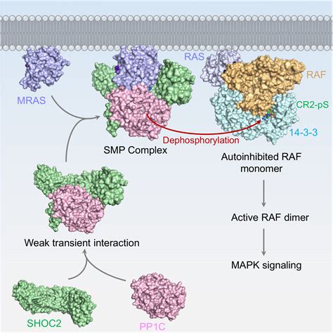 The Febs Journal Vol 290 No 20