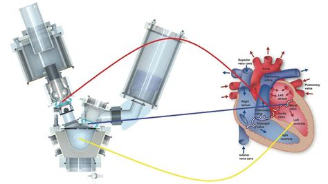 Information About Our Pulse Duplicator System Vivitrovivitro Labs