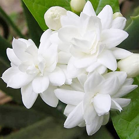 Jasminum Sambac A Guide To Growing And Caring For The Arabian Jasmine