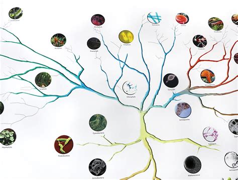 The Use Of Cladistic Analysis In Understanding The Evolutionary Process
