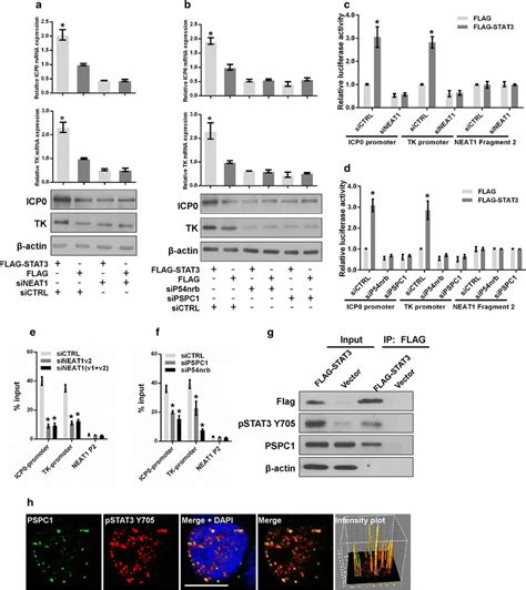 Neat1 And Paraspeckle Protein Components Regulate Stat3 Mediated Viral