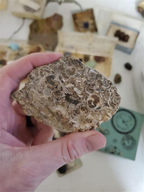 Genuine Seashell Fossil Conglomerate Specimen Real Authentic Mineral And Stone Specimen Etsy