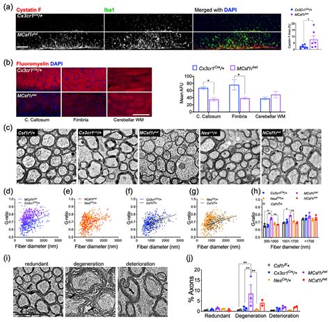 Microglial Reduction Of Colony Stimulating Factor 1 Receptor Expression Is Sufficient To Confer