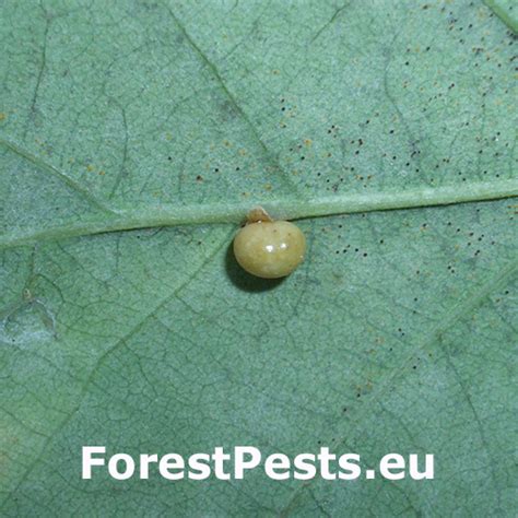 Neuroterus Anthracinus Gall Wasp Neuroterus Anthracinus