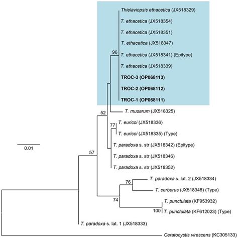 Conidia Of Thielaviopsis Ethacetica Isolate Troc‐2 A Cylindrical Download Scientific Diagram