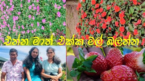 එන්න අපිත් එක්ක මල් බලන්න 🪴 මල් එක්ක දවසක් ️ Iranis Diary Youtube