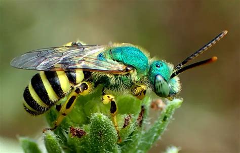 42 Small Green Bug Species With Pictures And Identification